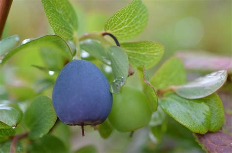 クロマメノキの実 花図鑑 五十音順 花図鑑 白馬五竜高山植物園