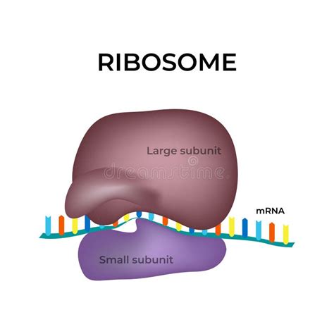 Protein Synthesis Machine Design Vector Stock Illustrations 3 Protein Synthesis Machine Design