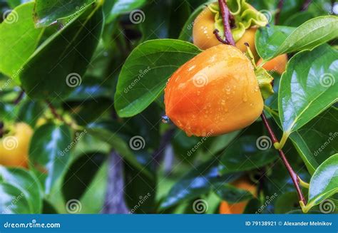 Ripe Persimmon On A Tree In The Rain Stock Image Image Of Bright