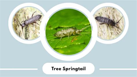 17 Common Types Of Springtails Identification With Pictures