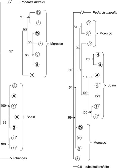 maximum parsimony left and maximum likelihood right trees derived