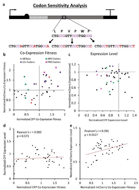 Systematic Codon Sensitivity Analysis A Schematic Of How Genes Are Download Scientific