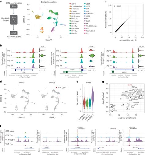 Cell Type Specific Chromatin Accessibility Dynamics In Response To Download Scientific Diagram