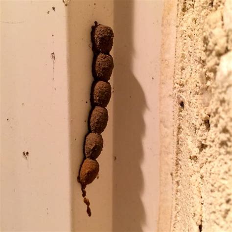 Cocoon Of Mud Bugguide Net