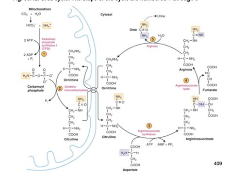 Urea Cycle Lehninger Effects Of Ammonia Starvation On Energy