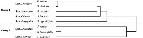 Hierarchical Clustering Dendrogram Representing Relationships Among The