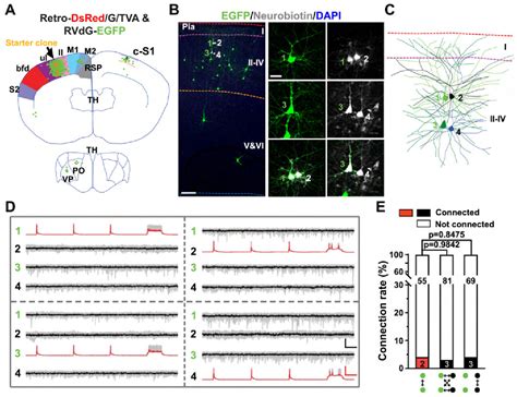 Figure 5 From Precise Long Range Microcircuit To Microcircuit Communication Connects The Frontal