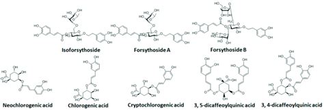 Chemical Structure Of Caffeic Acid Derivatives Download Scientific Diagram