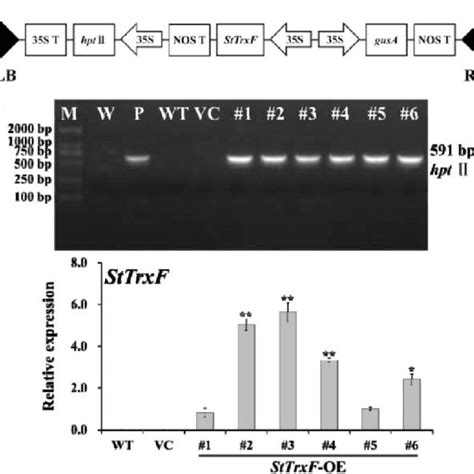 Molecular Confirmation Of Transgenic Plants A Schematic Diagram Of