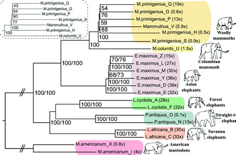 Neighbor Joining Tree From Pairwise Genetic Divergence Of Proboscidean Download Scientific