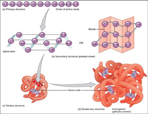 Protein Structure Quaternary Quaternary Protein Structure Protein