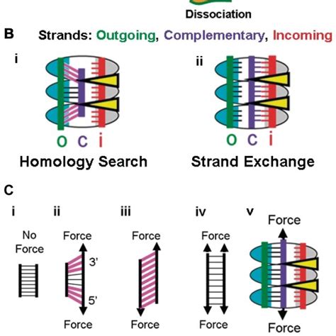 Recassdna Binding To Dsdna A Schematic Representation Of