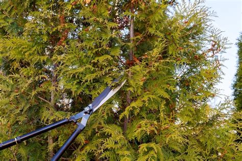 Premium Photo Garden Pruner On A Background Of Green Thuja Gardener Prunes Bushes