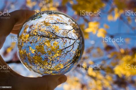 골드 나뭇잎 노란색과 유리 볼 반사에서 푸른 하늘 배경으로 분기 가을에 대한 스톡 사진 및 기타 이미지 가을 개념과 주제 개성 개념 Istock