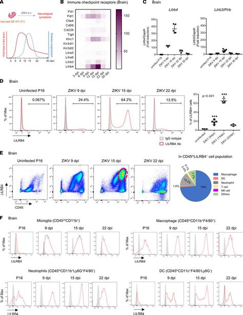 Jci Insight Nk Cells Require Immune Checkpoint Receptor Lilrb4 Gp49b To Control Neurotropic