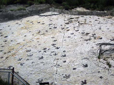 Dinosaur Fossils Found In Colorado Uncover Colorado