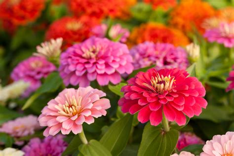 40 Best Summer Flowers To Plant In Your Garden And Yard