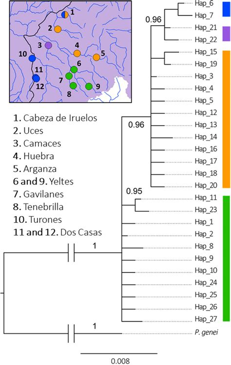 Bayesian Phylogenetic Reconstruction Based On The Mitochondrial Marker