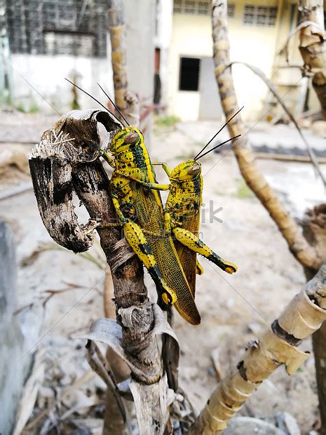 Big Grasshopper Images Hd Pictures For Free Vectors Download