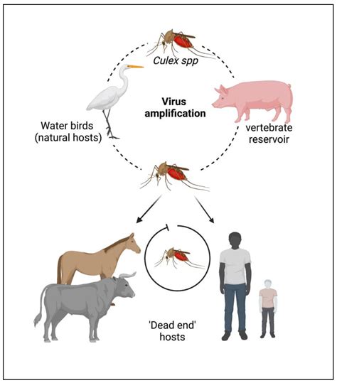 Japanese Encephalitis Virus An Update On The Potential Antivirals And