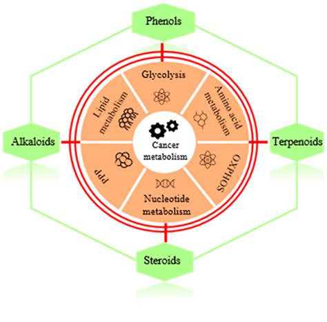 Phytocompounds Targeting Metabolic Reprogramming In Cancer An