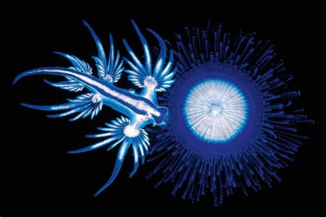 Glaucus Atlanticus Dangerous