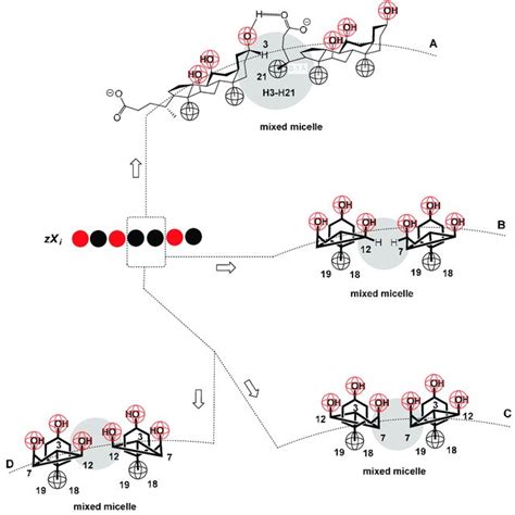 In The 1d Lattice One Microstate Ie One Permutation With Download Scientific Diagram