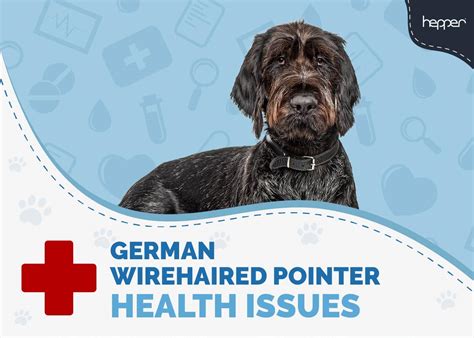 German Wirehaired Pointer Vs Deutsch Drahthaar The Differences With Pictures Hepper Pet