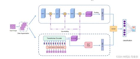 Dcet Net：用于乳腺癌组织病理学图像分类的双流卷积扩展变压器（ Dual Stream Convolution Expanded Transformer ）双流transformer