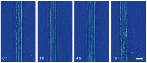 Soft Solid Battery Electrolyte Could See Evs Go Great Distances