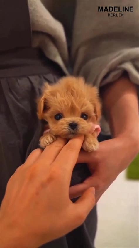 توی پودل عروسکی ۰۹۳۵۳۰۷۰۱۸۳ پودل