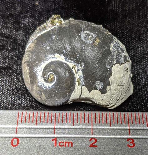 Snail Shell Fossils