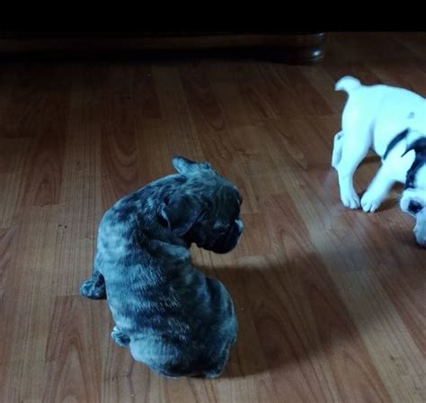 Щенок французского бульдога Девочка Тигровый окрас Черная с белым Родилась 9 июня