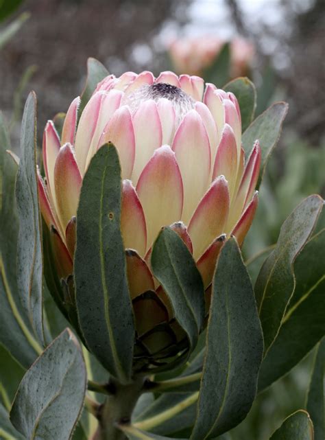 Maddingley Susara Facebook Maddingley Susara Facebook