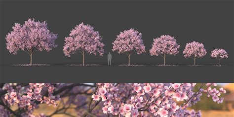 Sakura Tree Set Superhive Formerly Blender Market