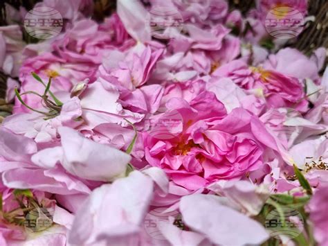 Представяне на автентичен ритуал по розоварене събра десетки гости в Музея на розата в Казанлък