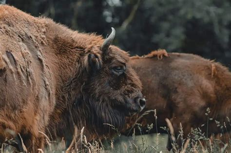 Rewilding European Bison In Spain Native Species Vs Ecological