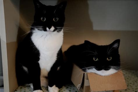 Cat In The Box живность The Cat And The Box кот в коробке кот и коробка коты