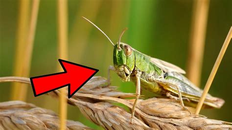 კალიას შეუძლია თავის გარეშე სიცოცხლე 50 საინტერესო ფაქტი Youtube