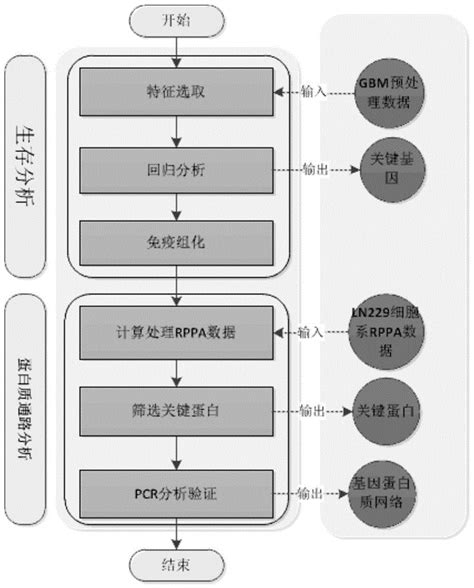 高维度低样本基因数据筛选及蛋白质网络分析方法及系统与流程