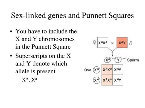 PPT Genetics Complex Inheritance Sex Linkage X Inactivation PowerPoint Presentation ID