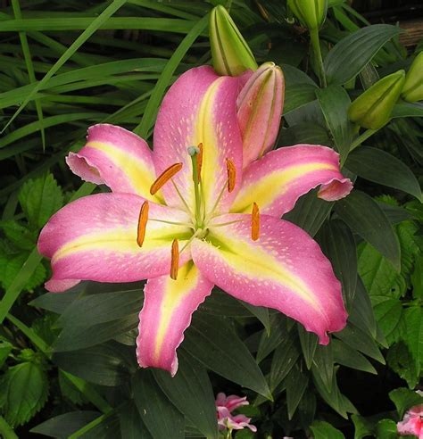 Lily Flowers Color And Fragrance
