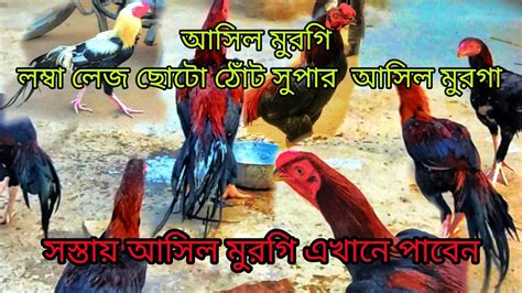 সস্তায় টিয়া ঠোঁট প্যারট বিক মুরগি Ii খুব ভালো ভালো আসিল মুরগি Ii দেখুন এই ভিডিওতে👌👍 Youtube