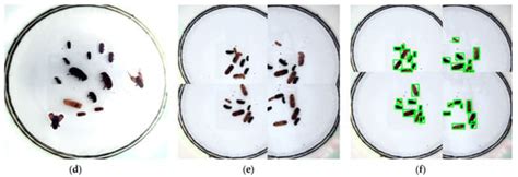 A Lightweight Forest Pest Image Recognition Model Based On Improved Yolov8