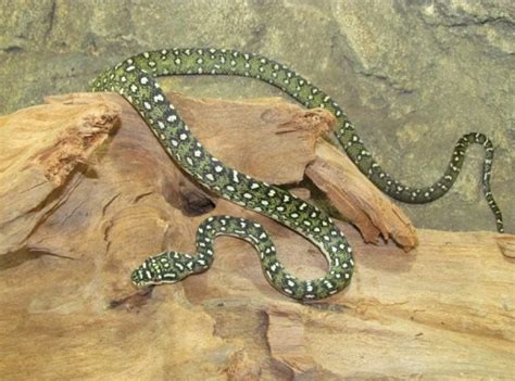 Diamond Python Facts And Pictures