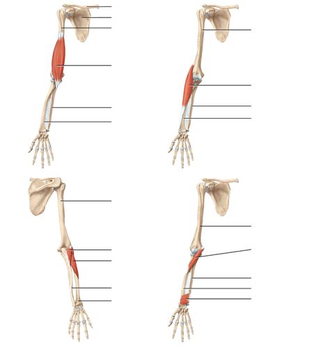 Arm Diagram Quizlet