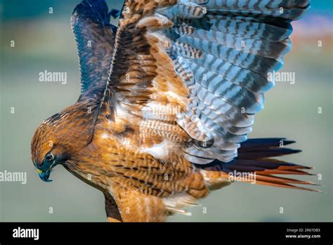 A High Resolution Closeup Photograph Of A Red Tailed Hawk With Its