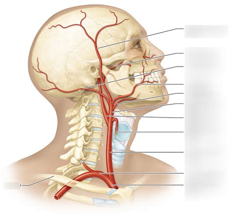 Arteries That Supply The Head And Neck Diagram Quizlet