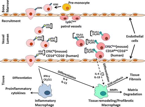 The Monocyte Phagocyte System Two Populations Of Bone Marrow Derived Download Scientific