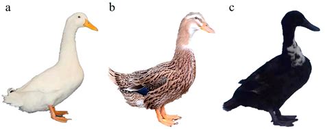 Genome Wide Association Study Reveals The Genetic Basis Of Duck Plumage